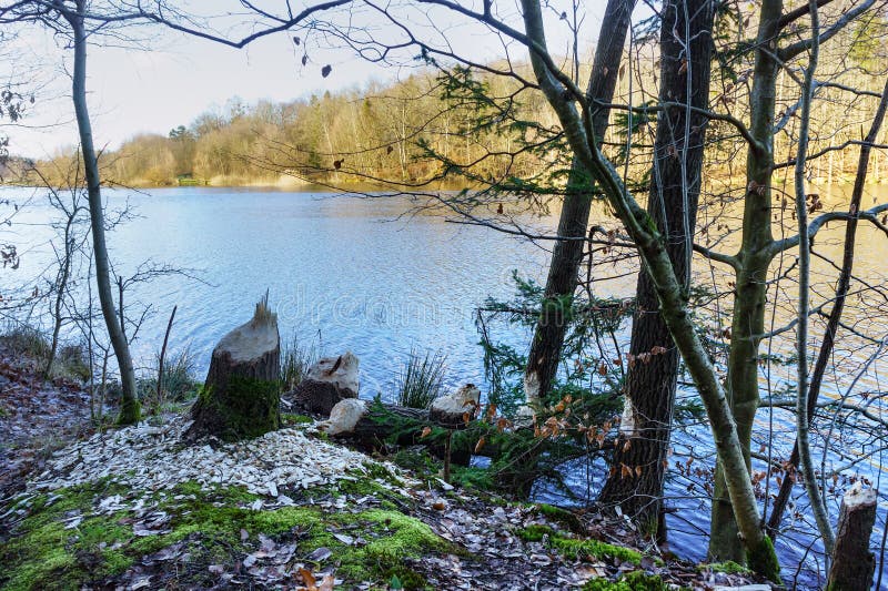 The Beaver Teeth Marks on a Tree Trunk, Tree Gnawed by the Beaver Stock ...