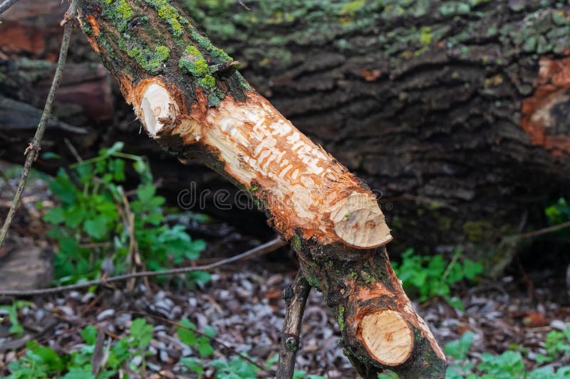 Beaver Teeth Marks on the Trunk of a Fallen Tree. the Animal Chewed Off ...