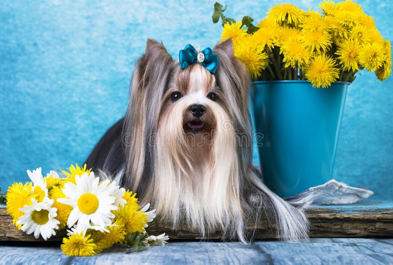 Beaver terrier stock image. Image of miniature, ecostyle - 93738559