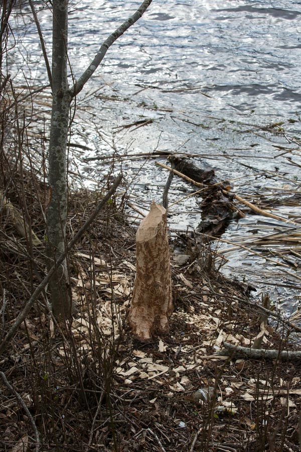 Beaver tracks on a tree stock image. Image of chips - 373502165