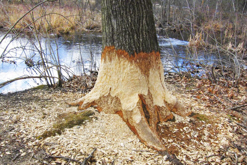 Beaver tree damage stock photo. Image of rodent, woods - 23577176