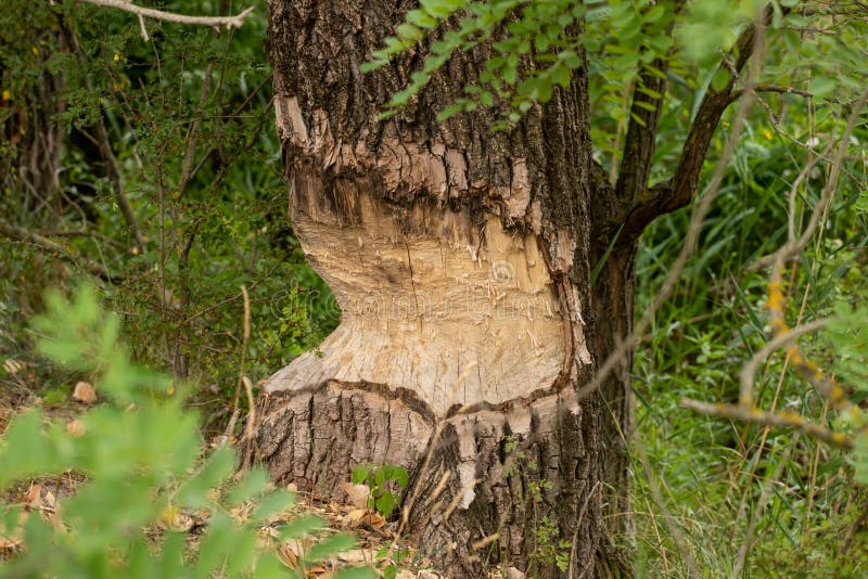 Beaver tree damage stock photo. Image of forest, fallen - 251519344