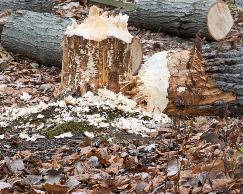 1,557 Beaver Tree Damage Stock Photos - Free & Royalty-Free Stock ...