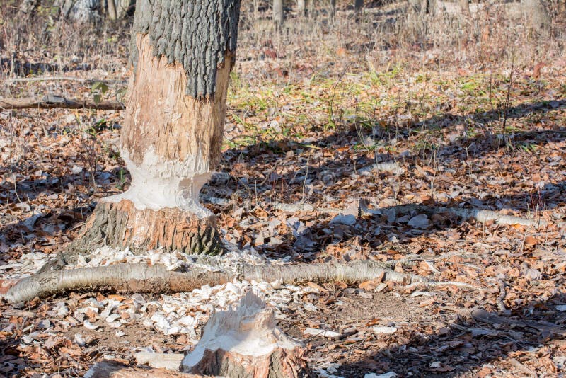 1,564 Beaver Tree Damage Stock Photos - Free & Royalty-Free Stock ...
