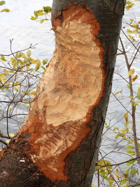 Beaver Bite Marks on Tree Trunk in FingerLakes NYS Stock Photo - Image ...