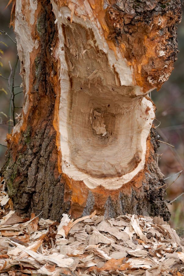 Beaver Tree Gnawing Damage, Close Up Stock Image - Image of nature ...