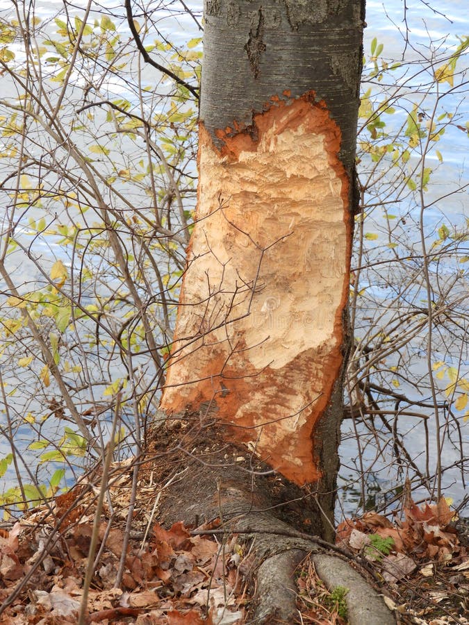 Beaver Teeth Marks on Tree at Dryden Lake NYS FLX Stock Image - Image ...