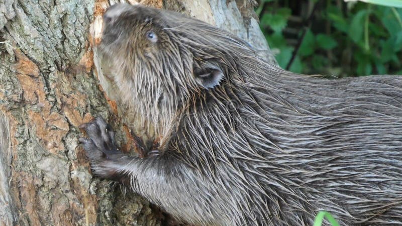 Beaver Eating Away at Bark of a Tree Stock Video - Video of rodent ...