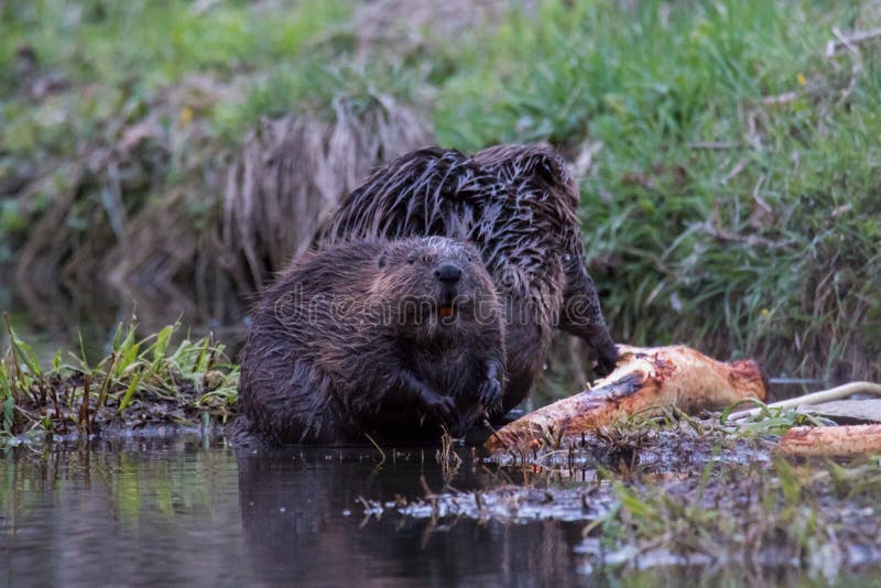 Beaver stare stock photo. Image of rodent, fiber, rodentia - 161481354