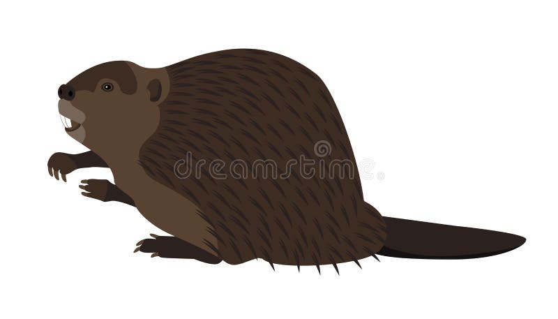 Beaver. Vector Isolated Illustration on White Background Stock Vector ...