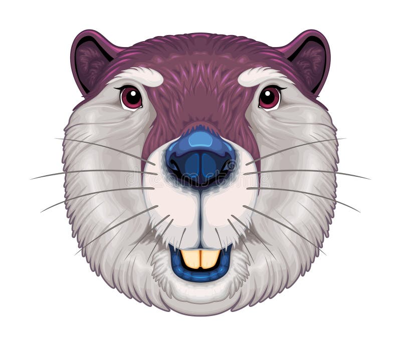 Beaver Frontal View, Vector Isolated Animal Stock Vector - Illustration ...