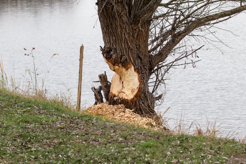 Beaver vs tree stock photo. Image of work, beavers, traces - 62847716
