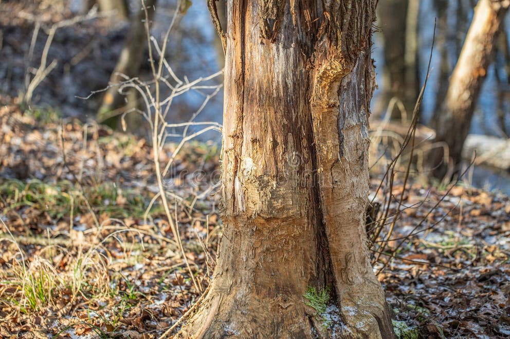 A Beaver Was Gnawing on the Base of this Tree. Stock Image - Image of ...