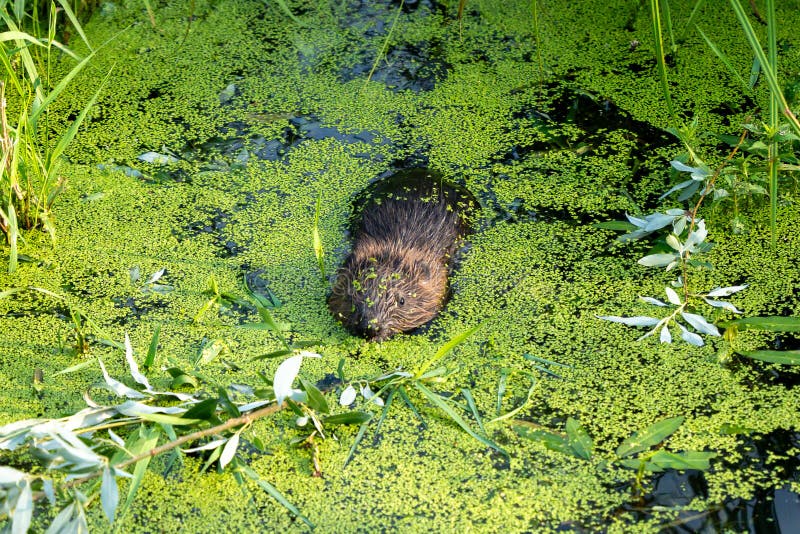 Beaver in the Water in the Swamp. Stock Photo - Image of waterlogged ...