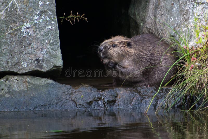 164 Beaver Sweden Stock Photos - Free & Royalty-Free Stock Photos from ...
