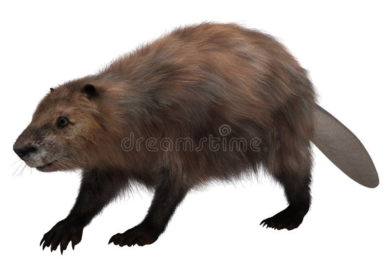 Beaver on White stock illustration. Illustration of nature - 46952585
