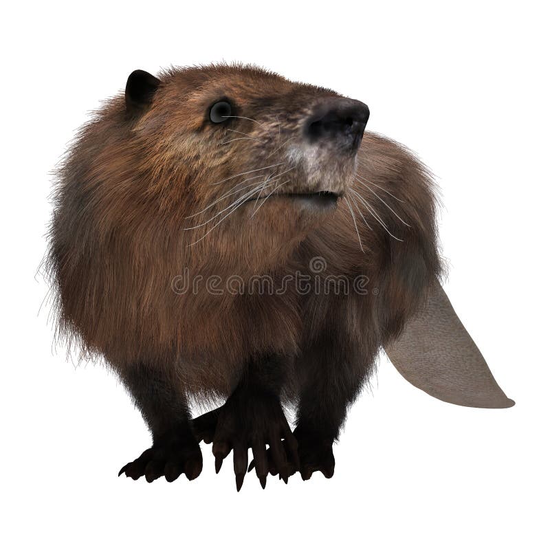 Beaver stock illustration. Illustration of white, animal - 59439389