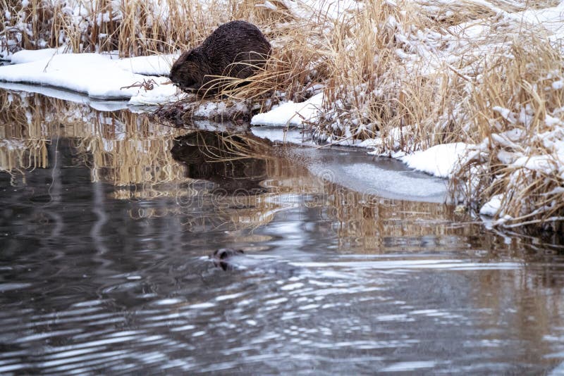 Beaver dam in winter stock image. Image of lake, animal - 4975775