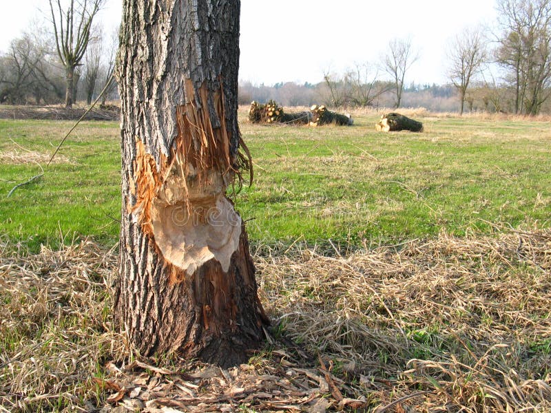 Beaver carnage stock image. Image of chips, nature, sawdust - 999391