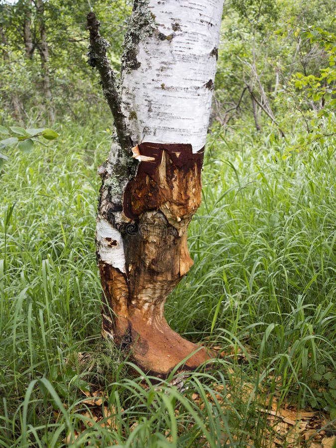 Beaver work stock photo. Image of formation, chew, food - 39111816