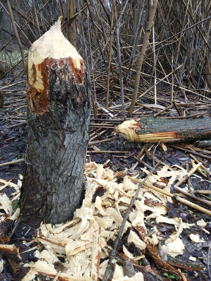 Beaver work. Cutting tree stock image. Image of bite - 141656999