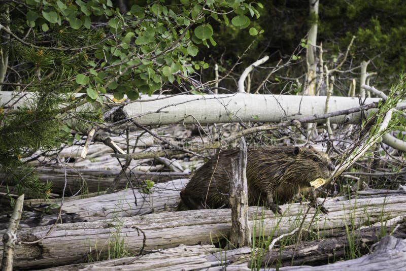 Beaver gnawing on wood stock image. Image of canadensis - 24367