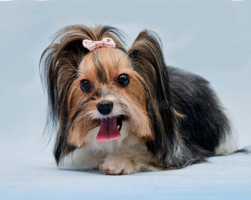 Beaver Yorkshire Terrier on the Snow in Clothes with a Frozen Paw ...