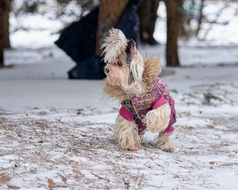 Beaver Yorkshire Terrier in the Snow in a Jumpsuit for Dogs Stock Photo ...