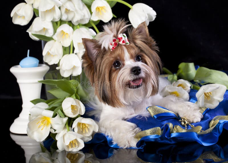 Beaver yorkshire terrier stock photo. Image of hairstyle - 39236202