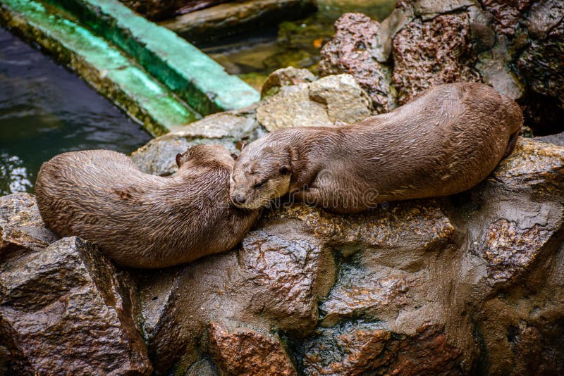 Two Beavers are Sleeping on the Stone Stock Photo - Image of rest ...