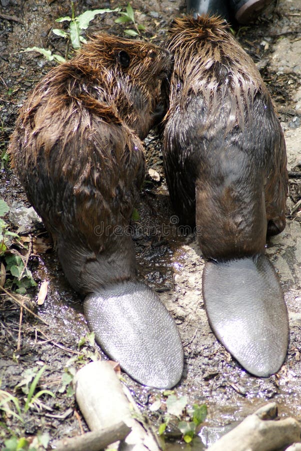 Beaver Tail stock image. Image of rodent, american, aquatic - 49145217