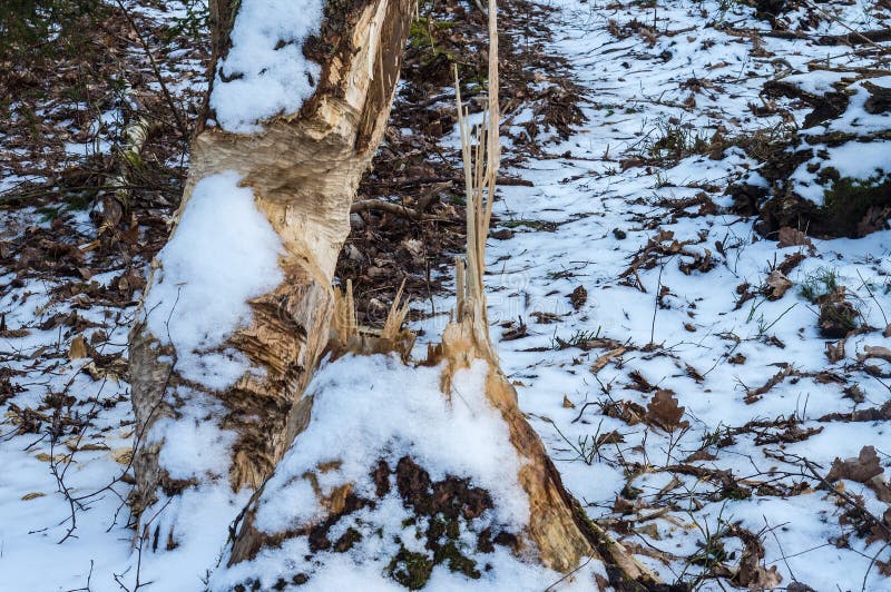 Beavers Chewed Up the Tree. the Tree Fell Down because of the Beavers ...