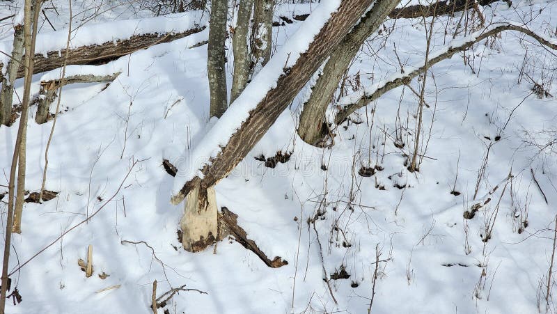 Beavers Damaged Tree Trunk, Tree is Falling Down Stock Image - Image of ...