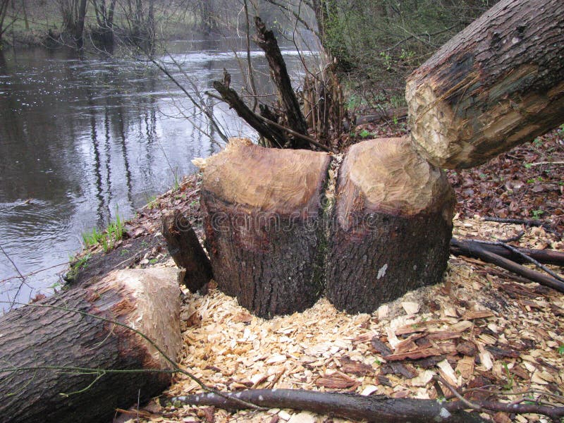 Beavers eat trees stock image. Image of plants, reaches - 177452151