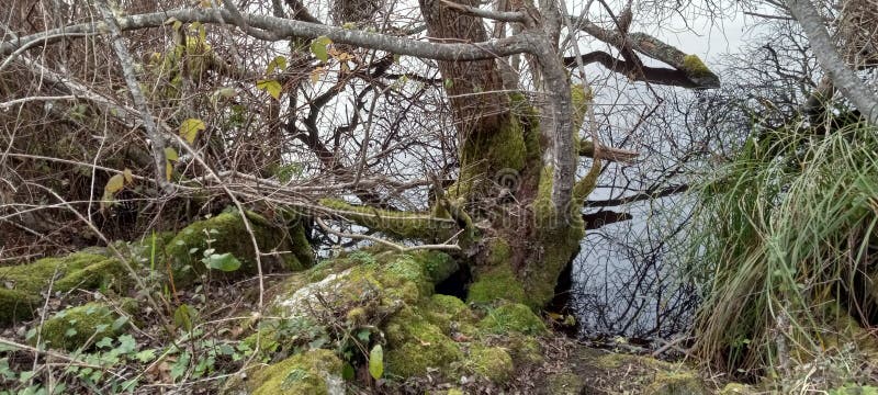 Beavers eating area stock image. Image of wildlife, woodland - 241754195