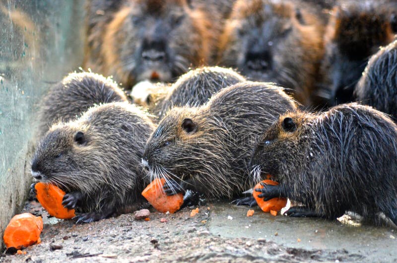 Beavers stock image. Image of feeding, food, eating, rodent - 37118205