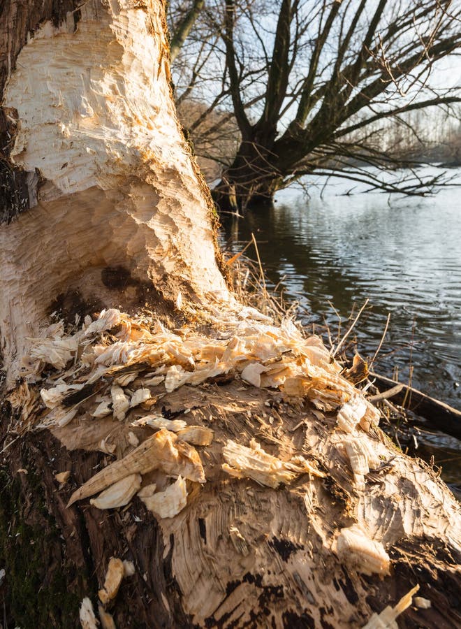 Beavers Gnawed a Half Tree Trunk at the River Bank Stock Image - Image ...