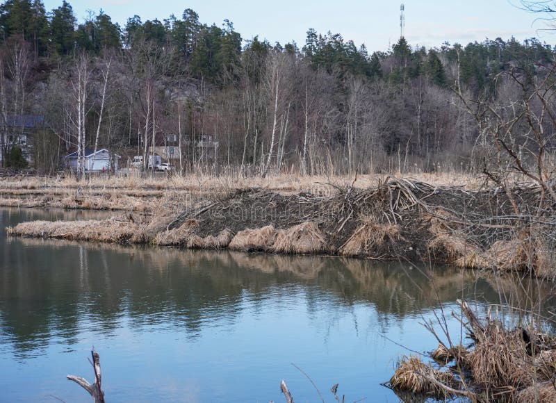 A Beavers Lair at Water during Spring Stock Image - Image of stream ...
