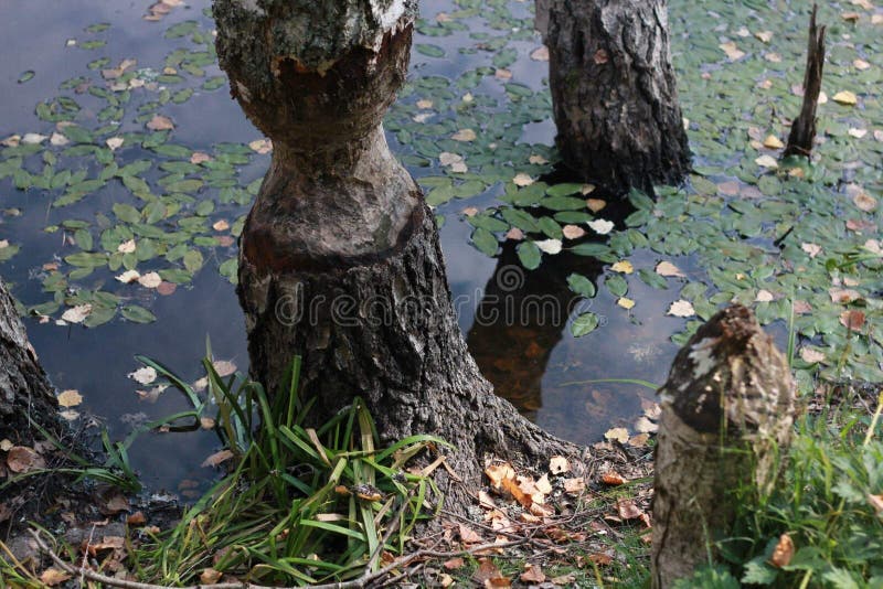 Beavers marks stock photo. Image of place, forest, beavers - 165990414