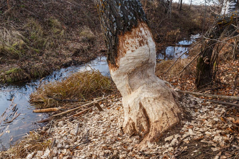 Beavers Nibbled the Trunk of a Tree. Stock Image - Image of plant ...