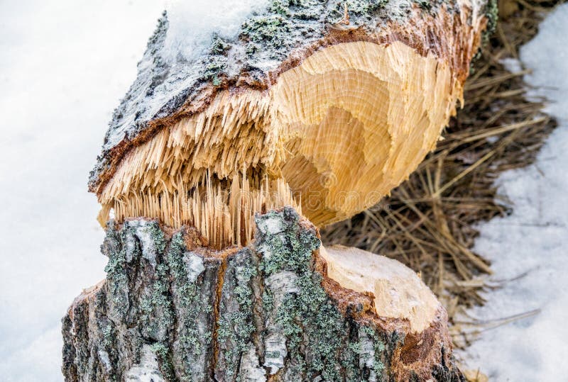 Beaver gnaw marks stock image. Image of tree, chopping - 95647059