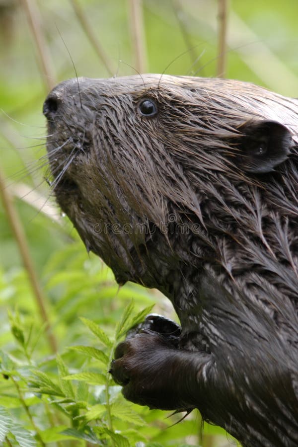 1+ Beaverscape Free Stock Photos - StockFreeImages