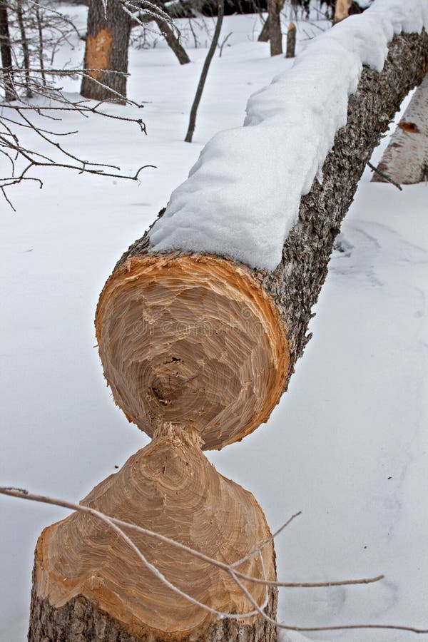 Beavers at work stock photo. Image of pointed, fell, beaver - 23952996