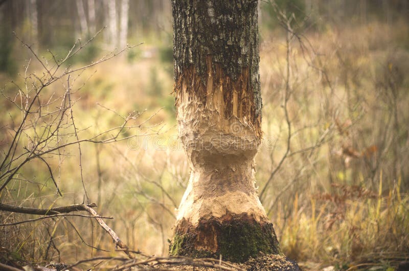 Beavers work stock image. Image of beavers, environmental - 80087171