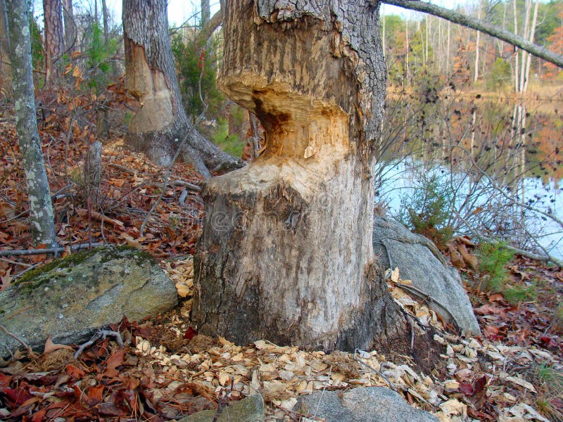 Beavers stock photo. Image of park, swimming, beaver - 21566136