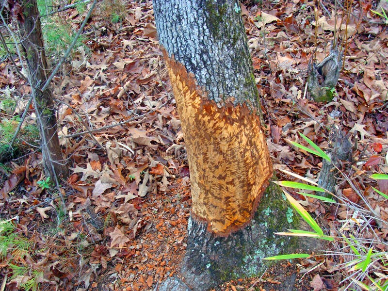 Beavers stock photo. Image of park, swimming, beaver - 21566136