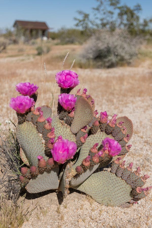 Beavertail Cactus in Bloom stock photo. Image of close - 25901428