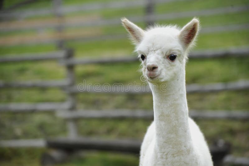 Bebé de la alpaca imagen de archivo. Imagen de mascota - 43868383