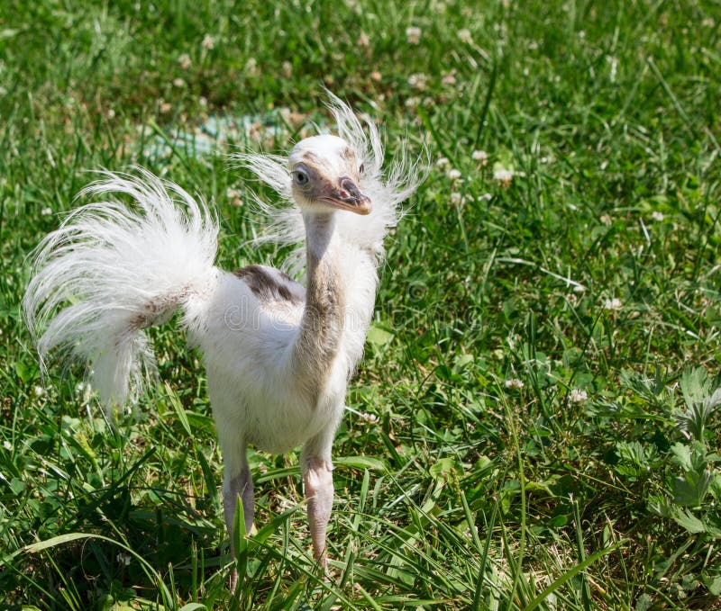 Avestruz del bebé imagen de archivo. Imagen de walking - 26882965