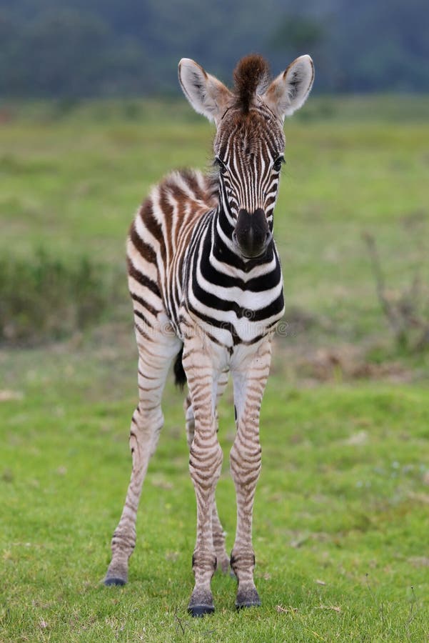 Bebé de la cebra imagen de archivo. Imagen de herbivoro - 36215997